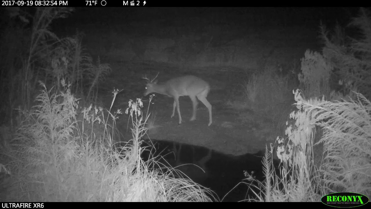 Injured White-tailed Deer & Antler Deformity - YouTube