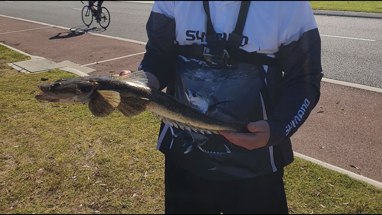 PB Bartail Flathead from the Swan River: Two epic Fish in the Shallows ...