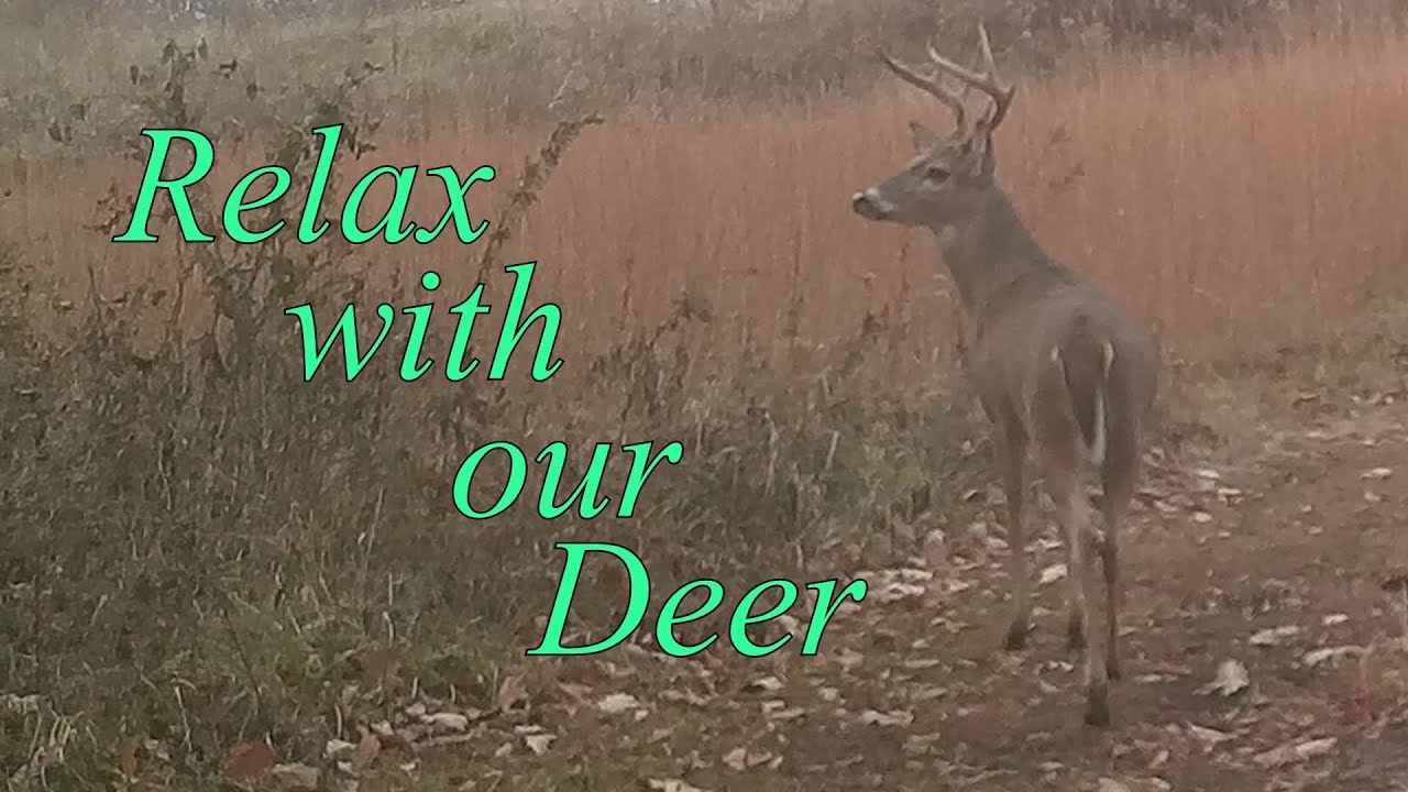 Relax with our Deer #184 - YouTube