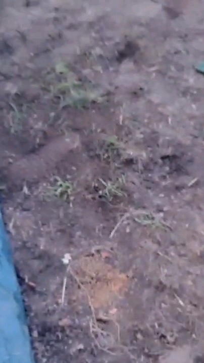 weed killing technique no chemicals - YouTube