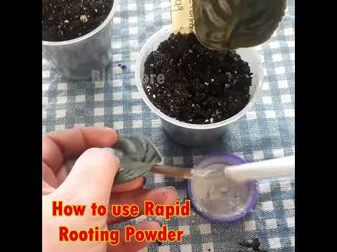 how to use rapid rooting powder - YouTube