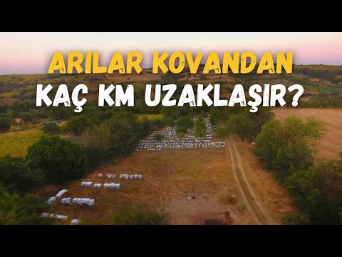 ARILAR KOVANINDAN EN FAZLA KAÇ KM UZAĞA GİDER?