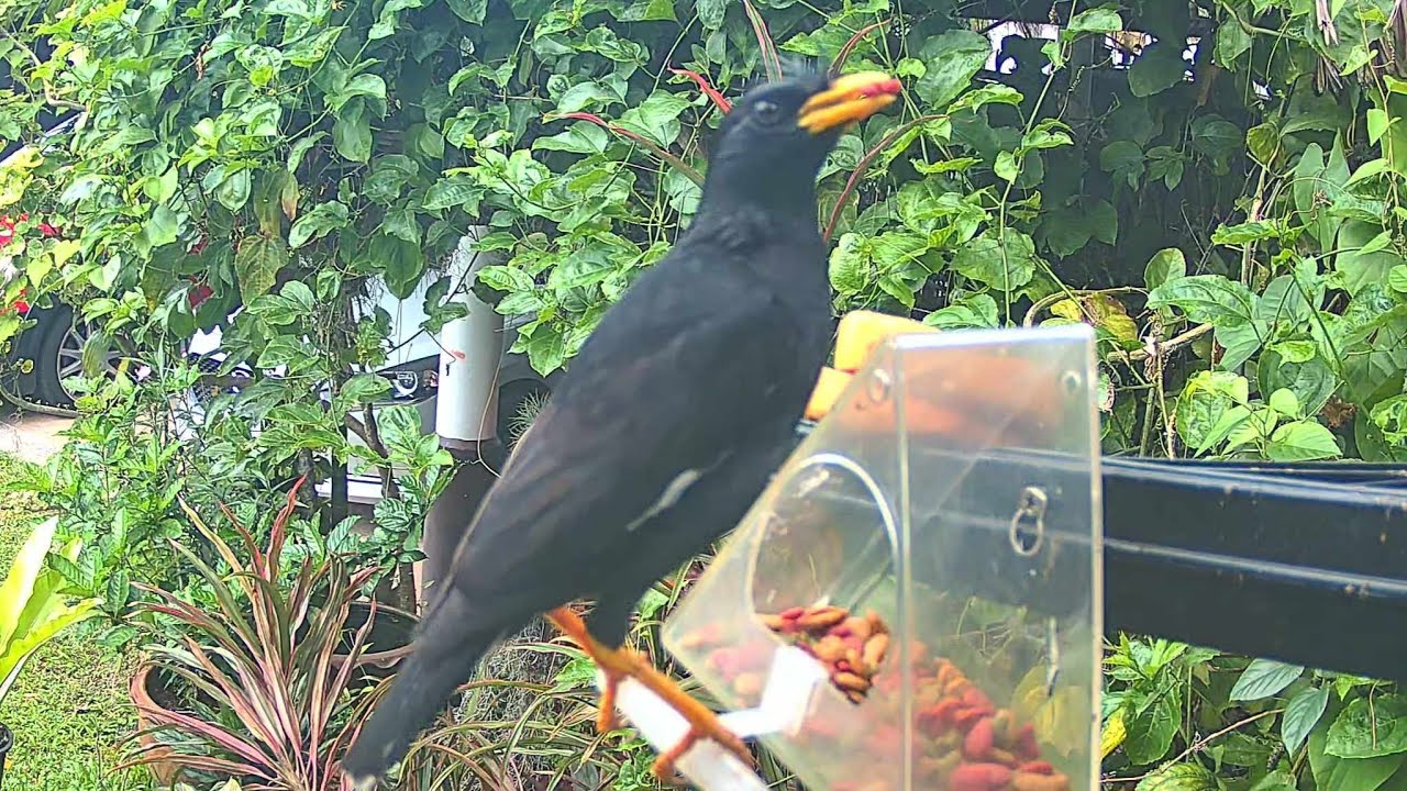Amazing Bird Black Myna #Backyard - YouTube