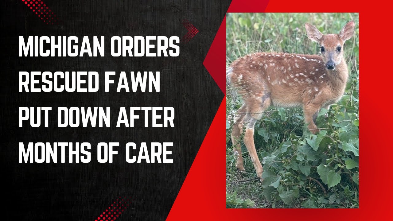 Michigan DNR Orders Rehabilitated Fawn Put Down, Animal Welfare ...