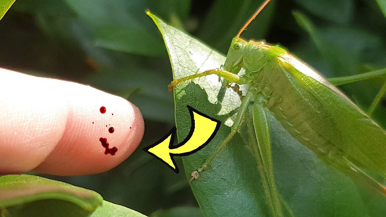 I was bitten by a grasshopper - YouTube