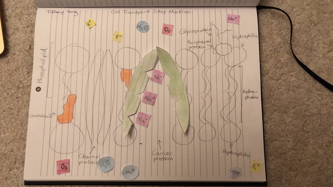 Cell Transport Stop Motion Video - YouTube