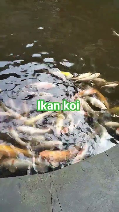 ikan koi dalam kolam - YouTube