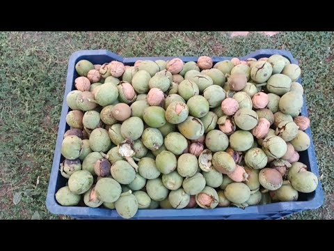 AŞILANAN CEVİZİN 3. YILIN DA İNANILMAZ VERİM