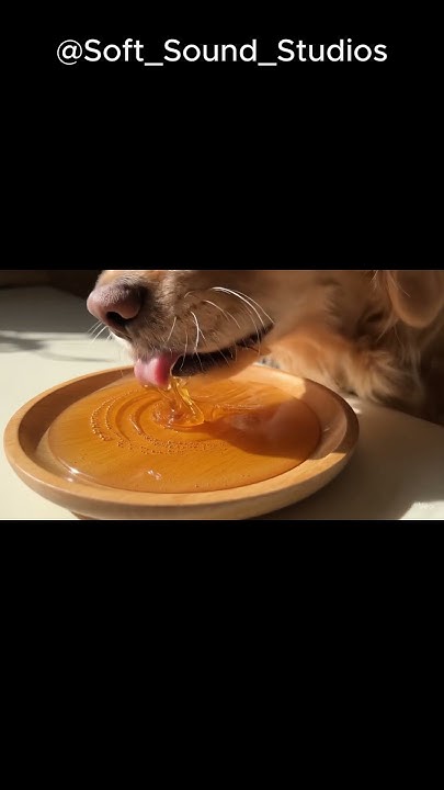 Dog Licks Honey in Satisfying ASMR Bliss - YouTube