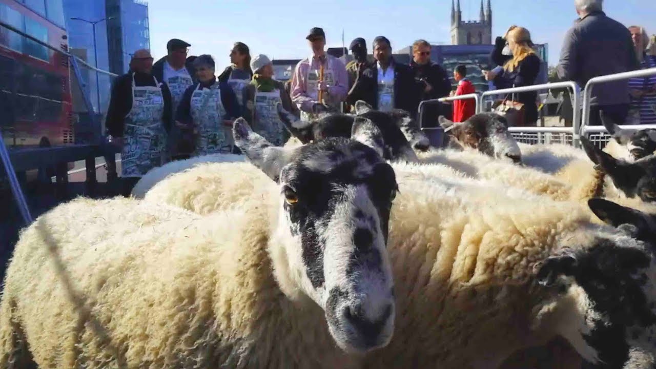 Flock of sheep drive over London Bridge - YouTube