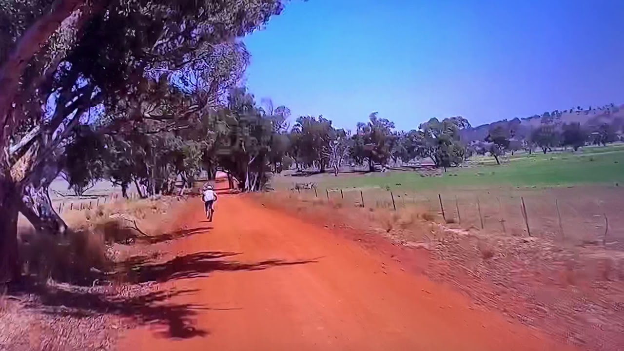 Emu mob at Blue Springs - YouTube