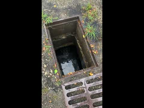 Storm Water Drain Hides Alligator Surprise || ViralHog - YouTube