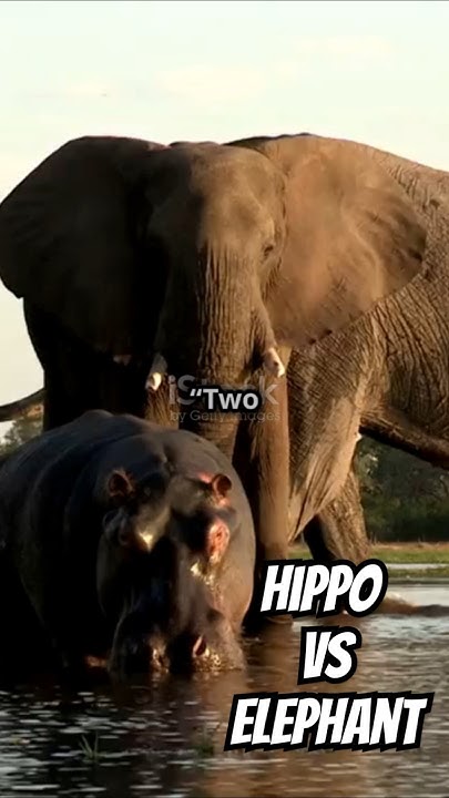 Hippo vs elephant#trending #facts #viralshort #shorts #fyp #hippo # ...