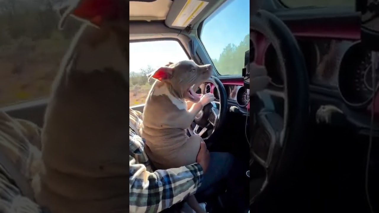 Pitbull driving Jeep Wrangler 😈🐕‍🦺#shorts - YouTube