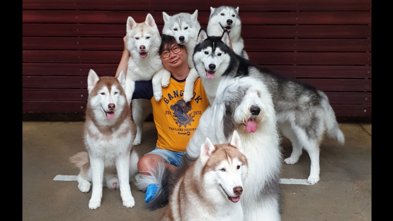 Siberian Husky Cafe Dog Cafe - YouTube