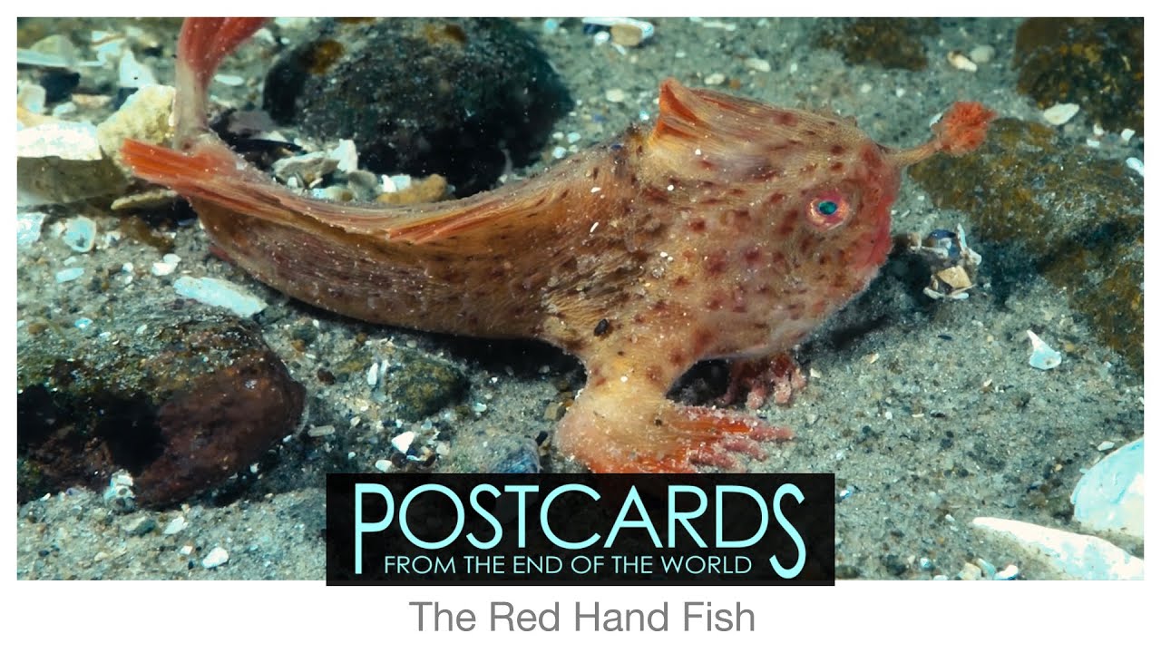The Red Hand Fish - YouTube