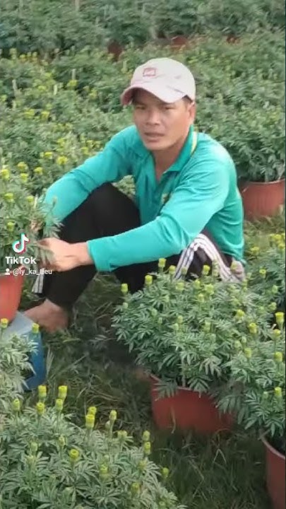 Vạn Thọ Tết Nha M N Ae Nào Có Nhu Cầu Mua Thì Alo Cho Mjh Youtube