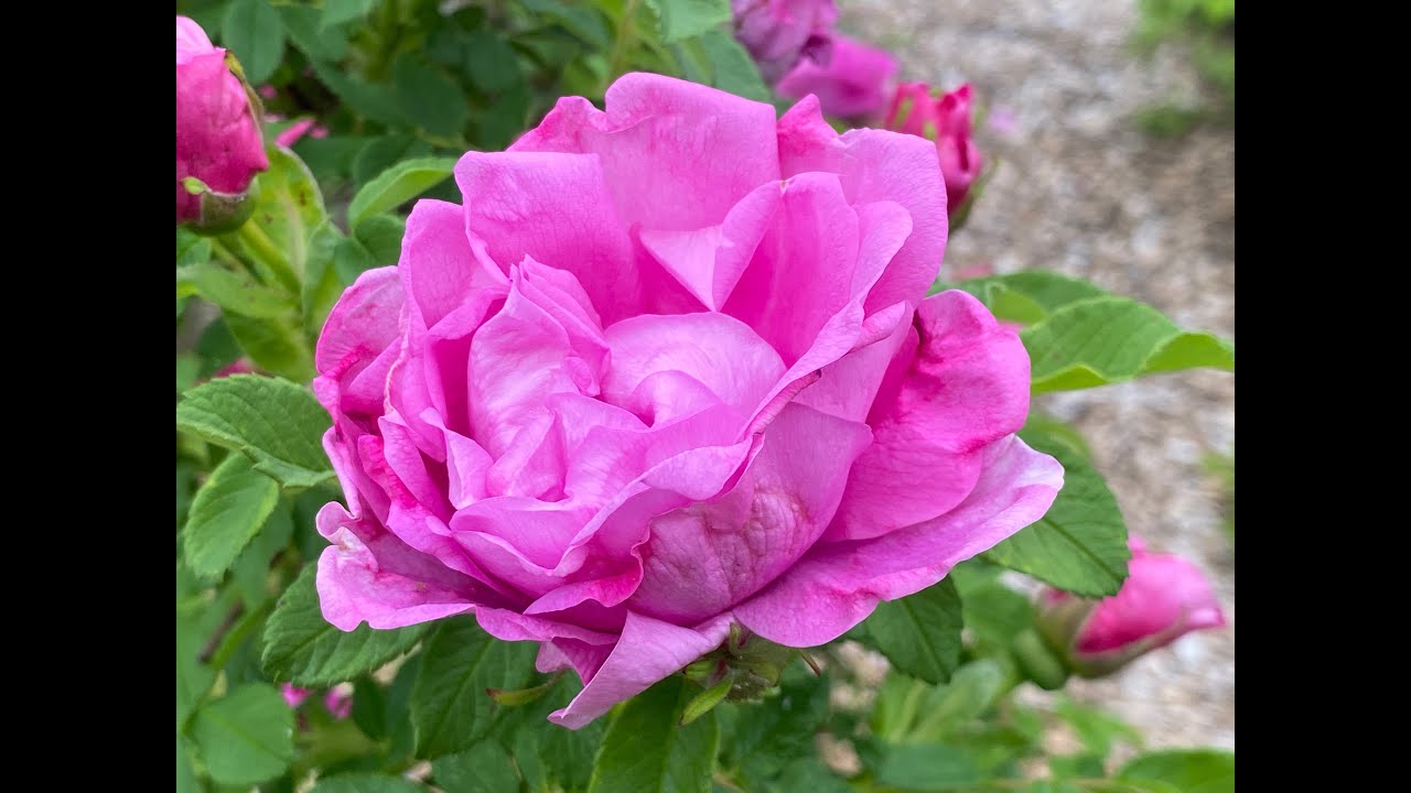 Early Blooming Roses in Our Garden - YouTube