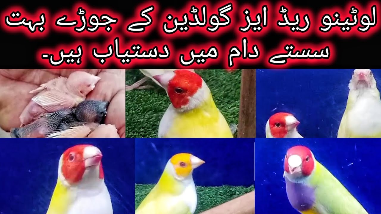 Lutino Red Eyes Gouldian Breeder Pairs With Eggs & Chicks are Available ...