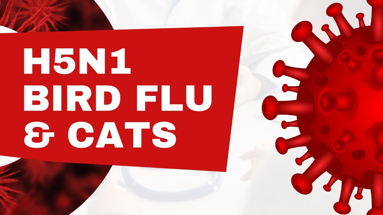 Bird Flu in Cats: What You NEED to Know! - YouTube