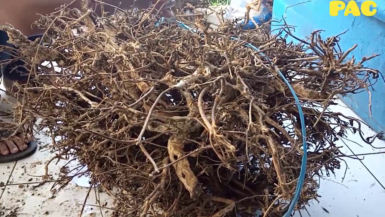 Cara peking pengiriman kayu sentigi untuk ke luar daerah biar tidak ...