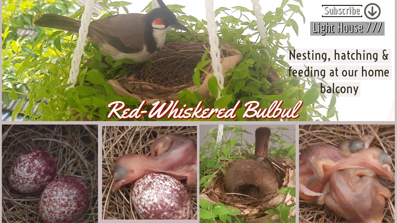 A Red-Whiskered Bulbul built a beautiful nest inside a hanging pot in ...