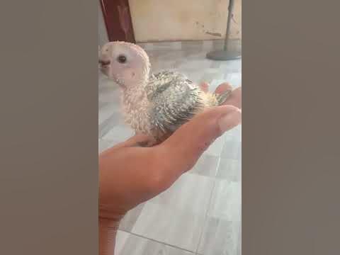 KBF KEDIRI BIRD FARM 2022 - YouTube