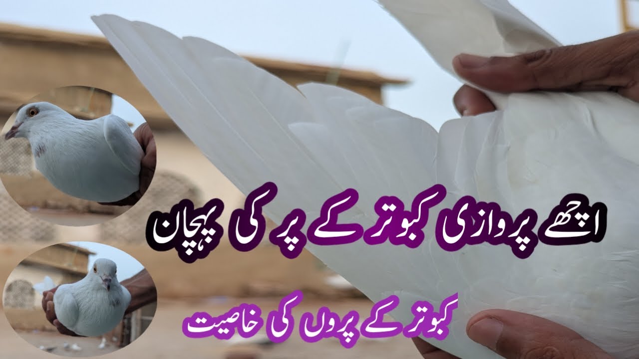 Akhri Paron Mien Gap Wala Kabootar Kaisa Hota Hai || Kabootar Ki Shan ...
