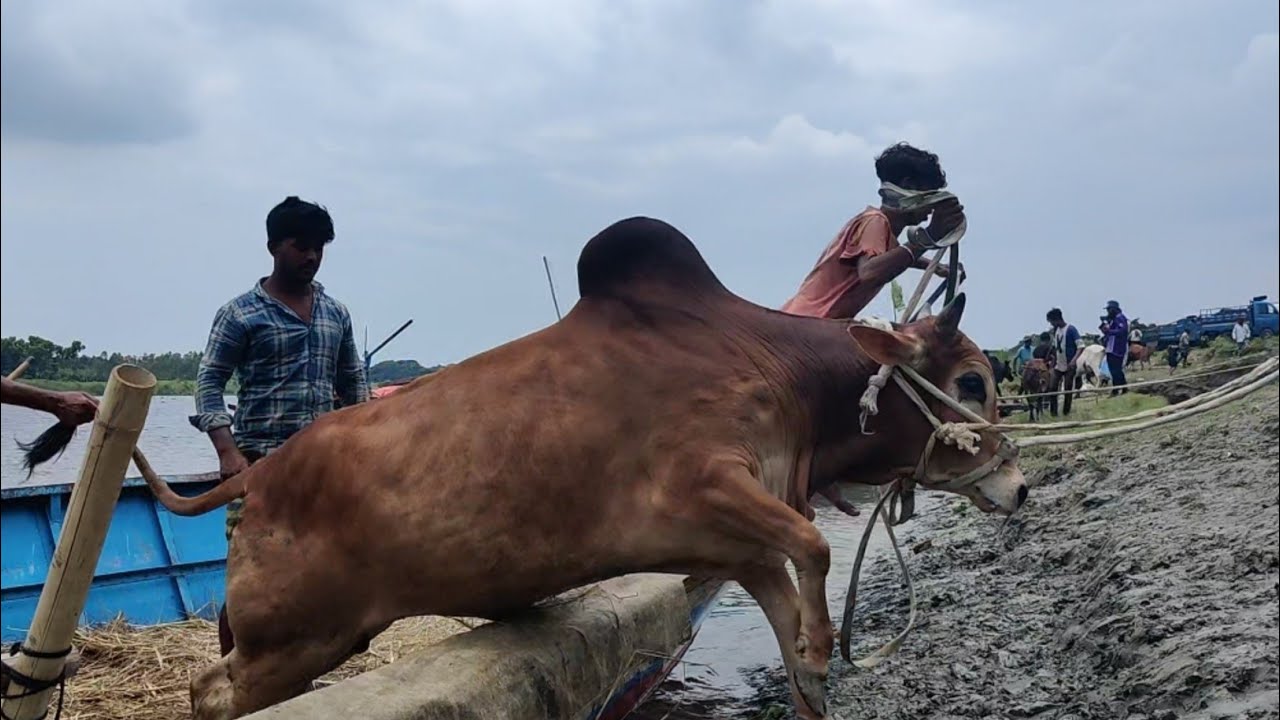 Ep-147,Cow Unloading,Big Cow,big bull,big cattle,Cow Videos,Cow Video ...