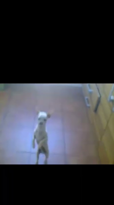 perros bailando - YouTube