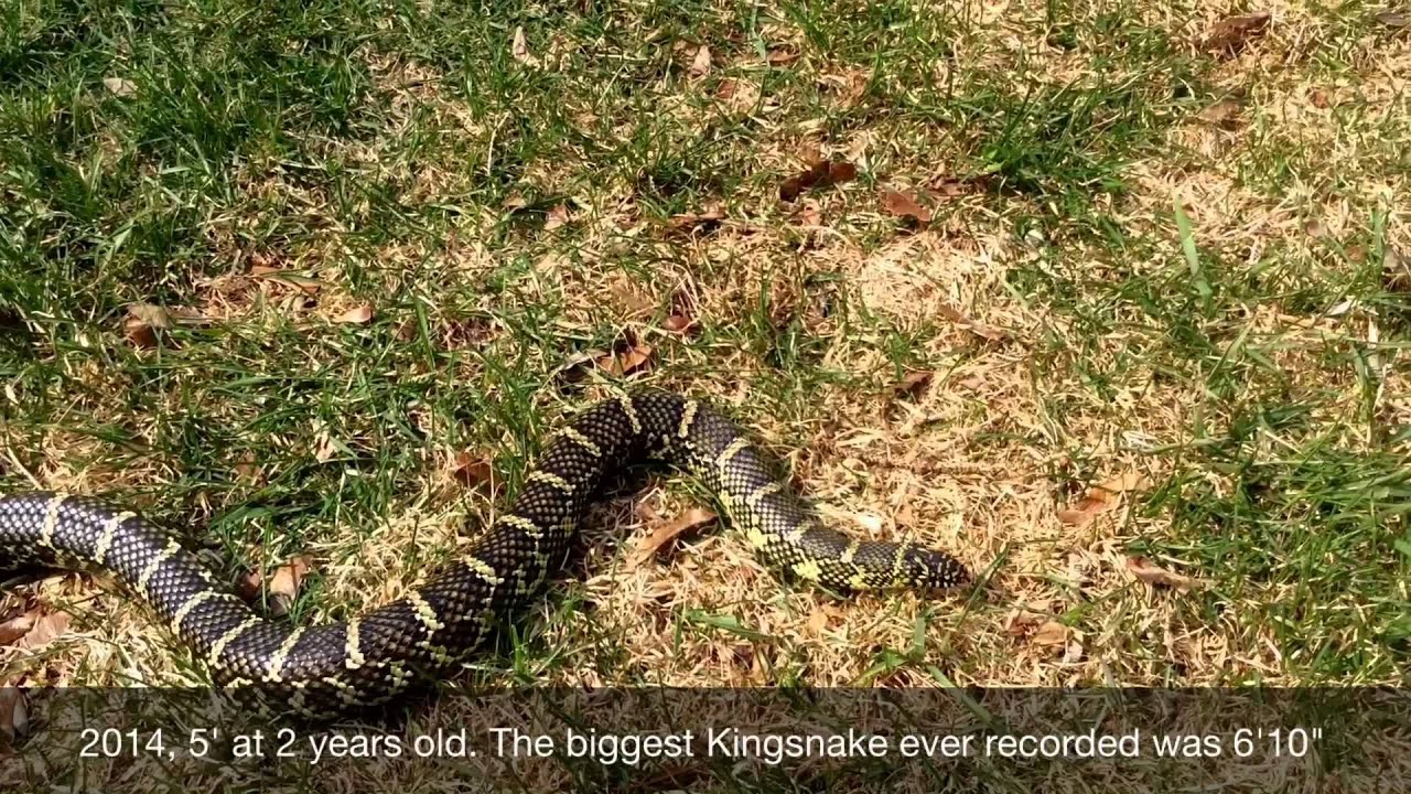 Florida Kingsnake, Chasing the Record - YouTube