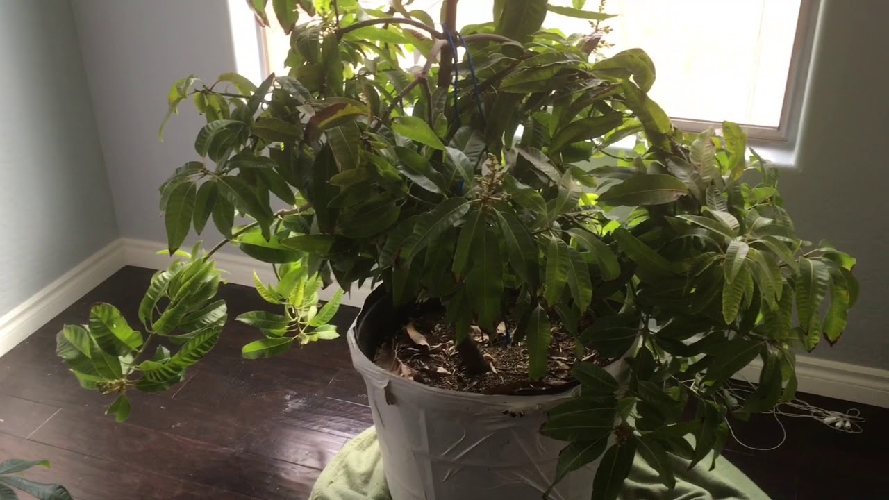 Growing Mango Trees in Pots- Carrie Mango - YouTube