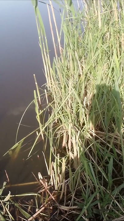 Спінінгова рибалка на білу рибу! Піймав верховодку на силіконову ...