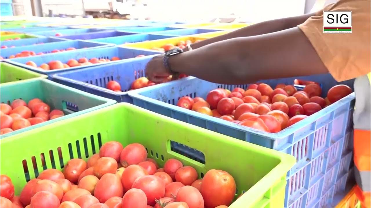 APEC : la SOBTO lance la commercialisation de son double concentré de tomate sur le marché - YouTube