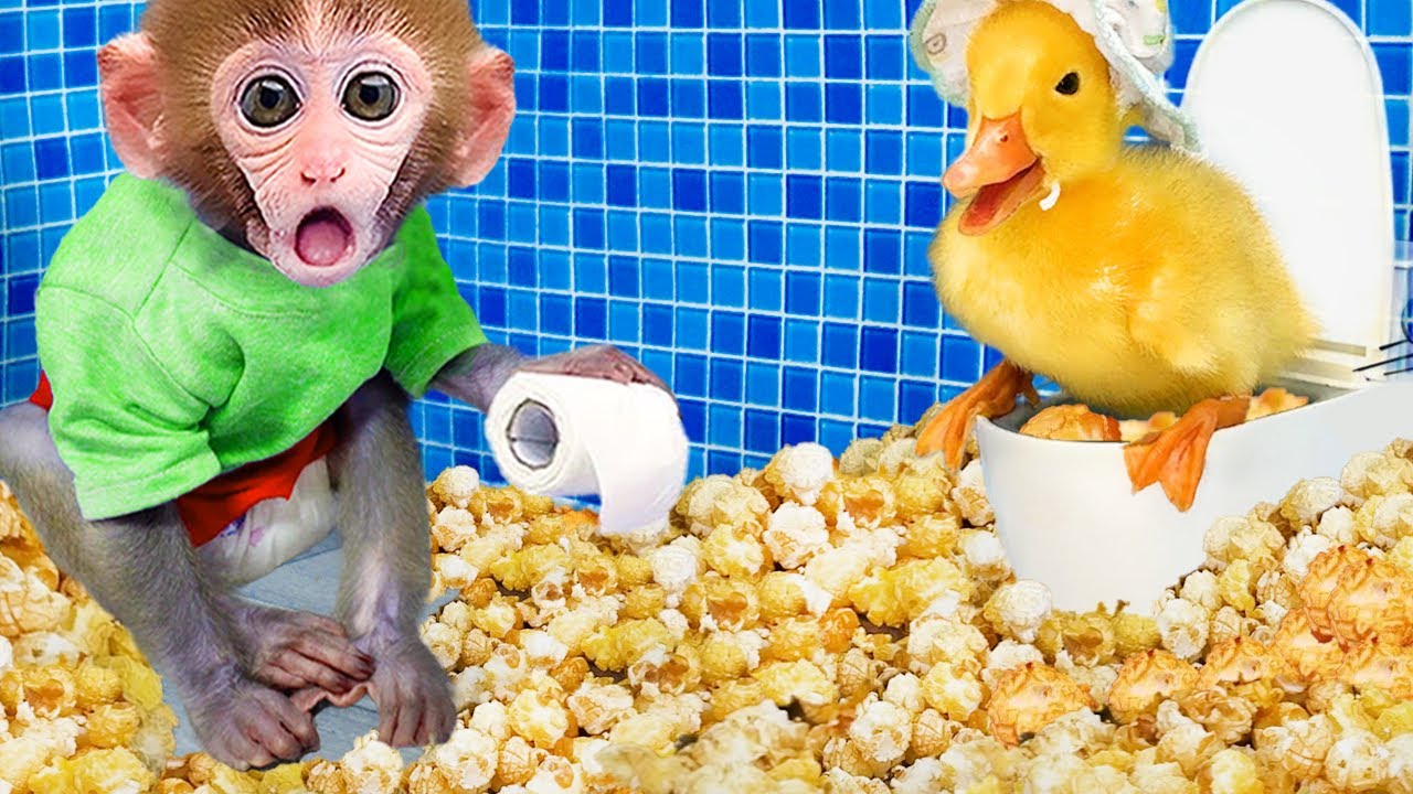 Monkey Baby Bon Bon Bathes with Duckling in the bathtub | funny animals ...