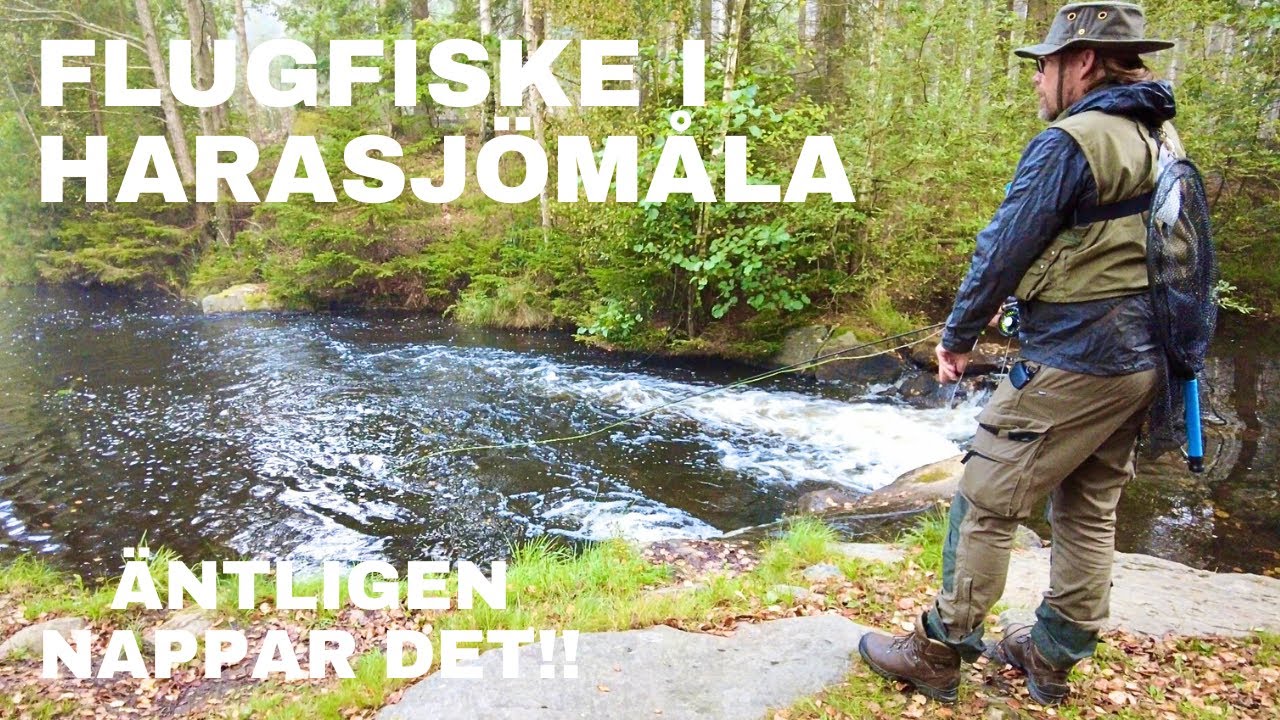 FLUGFISKE I HARASJÖMÅLA - ÄNTLIGEN NAPPAR DET! - YouTube