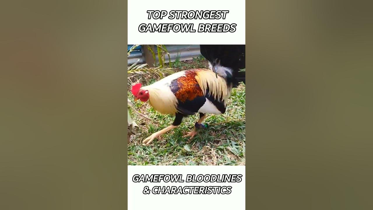 Red Falcon Gamefarm - YouTube