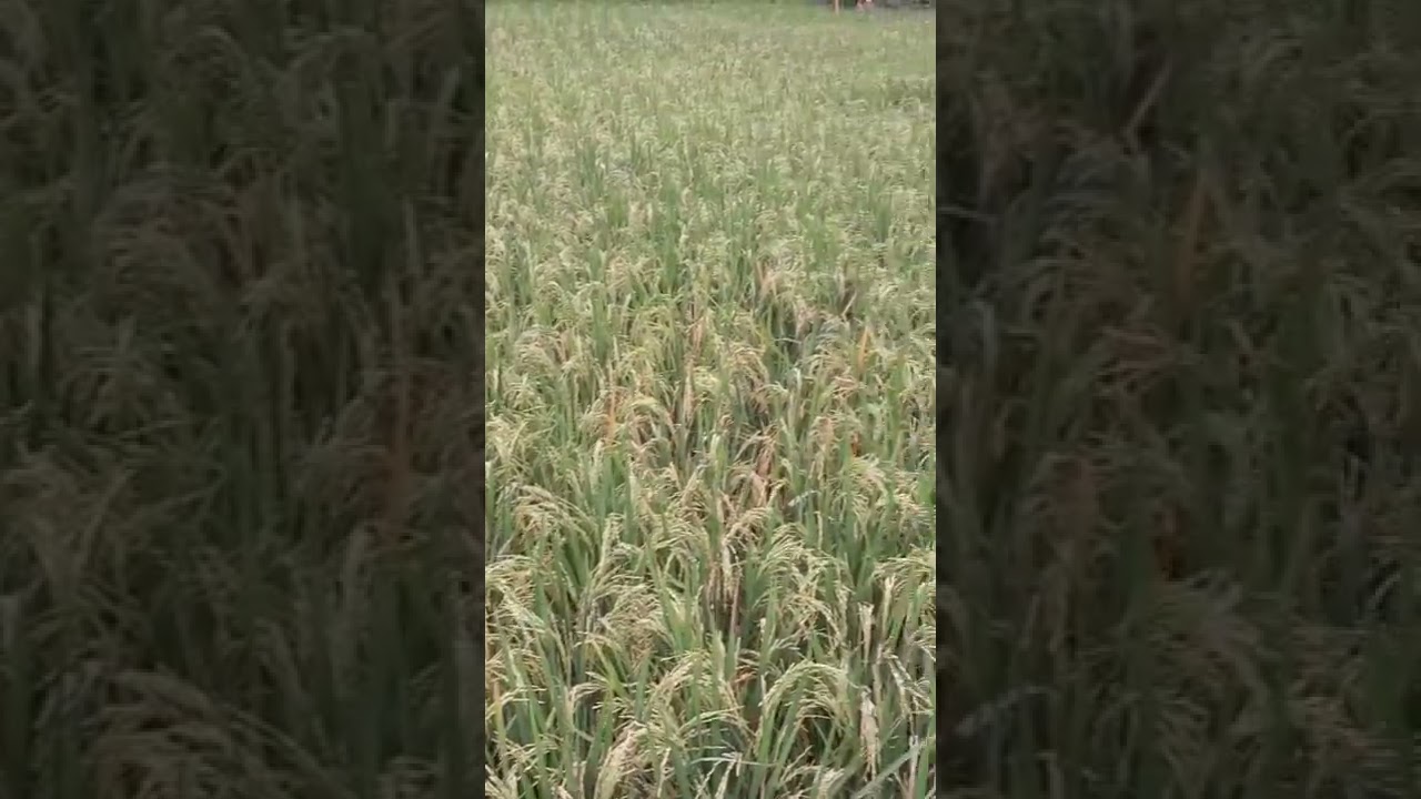 bulir padi - YouTube