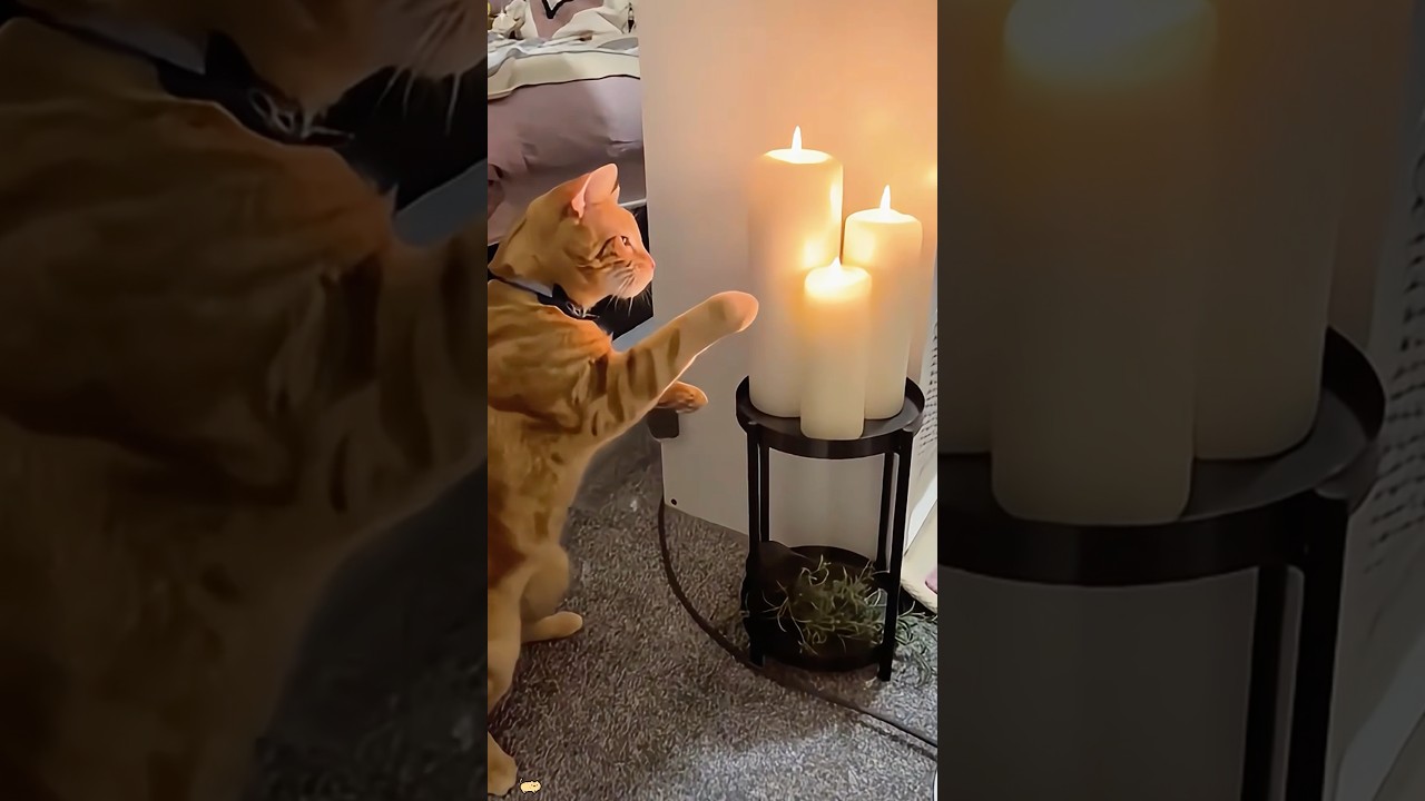 Disobedient cat 🤣 #funny #funnycat #funnyvideo #funnymoments #foryou #fypシ゚viral #haha #pets ...