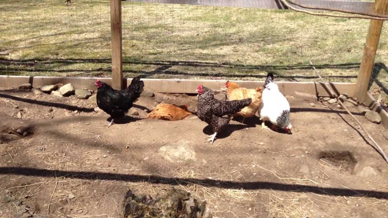 Hanging out with chickens - YouTube