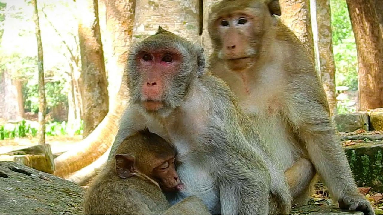 G... ! ood action monkey gives milk to cute baby .....! - YouTube