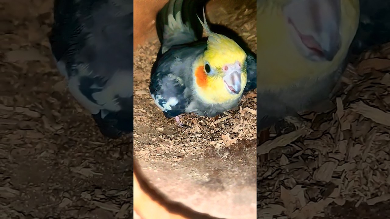 Aggressive Mode On Cockatiel Bird 😱#shorts - YouTube