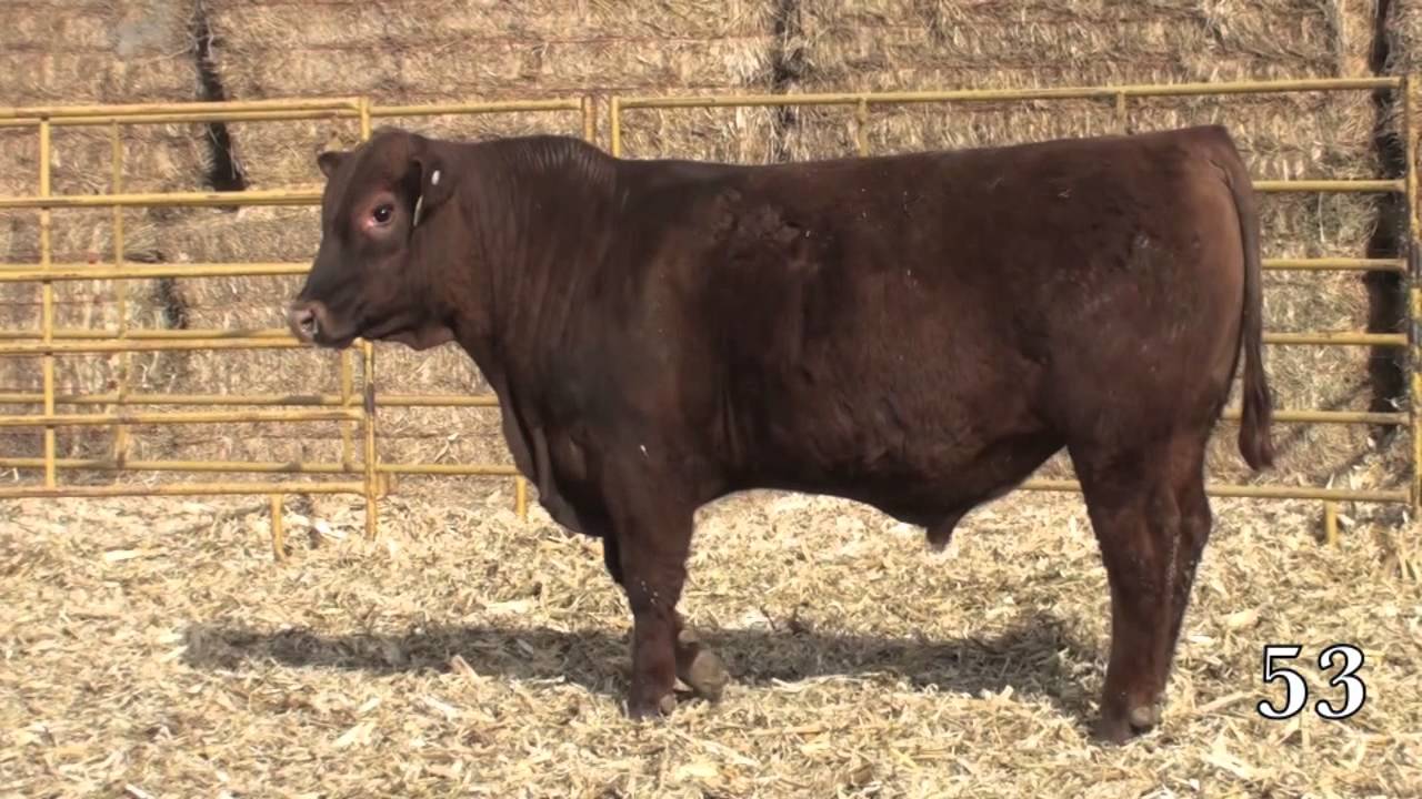 Beckton Red Angus 2014 Sale Lot 053 - YouTube