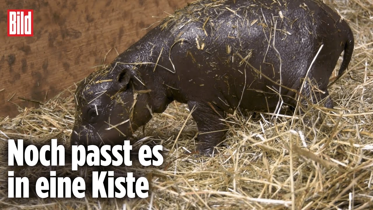 Zoo Berlin feiert neuen Star: Mini-Nilpferd bricht allen das Herz - YouTube