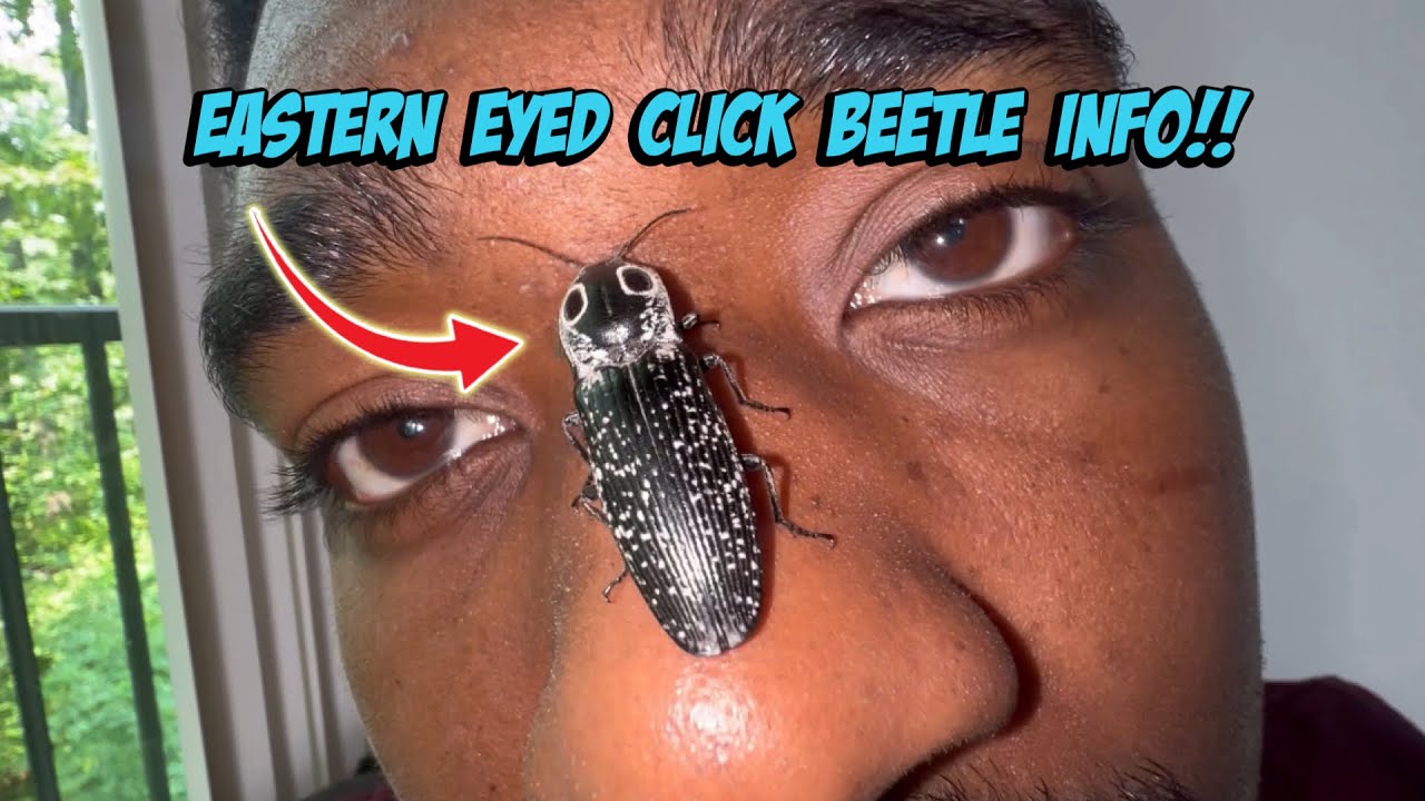 Eastern Eyed Click Beetle Info!! - YouTube