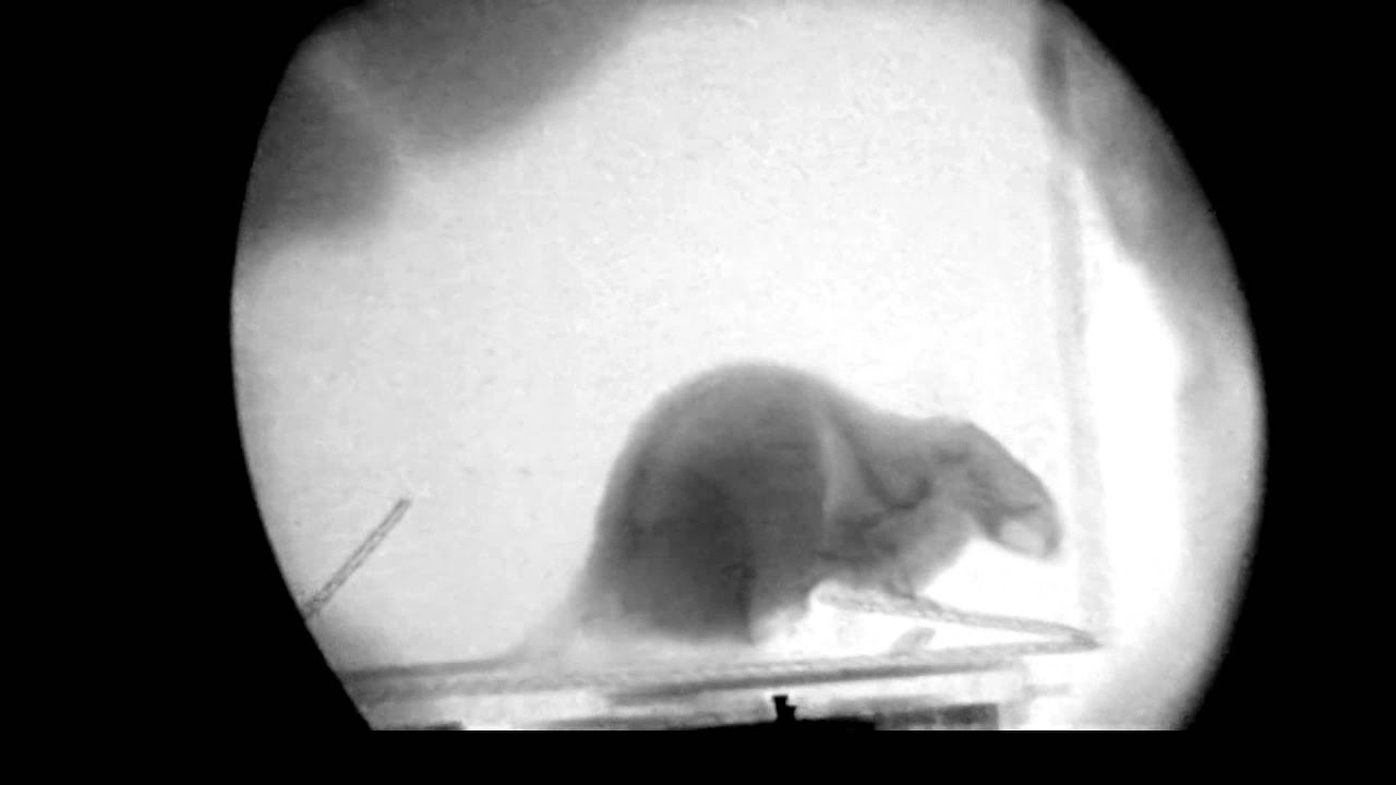 Fluoroscopic video of mouse II, see insides of mouse as it moves around ...