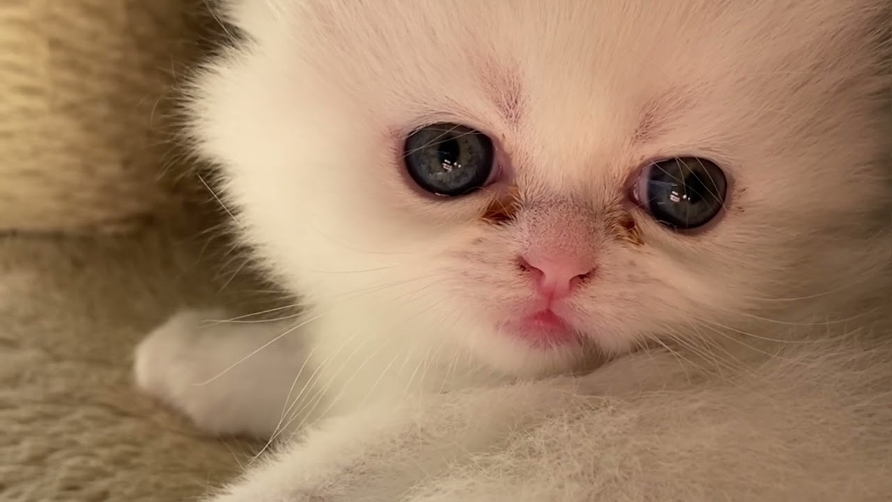 Kitten 🤍 - YouTube