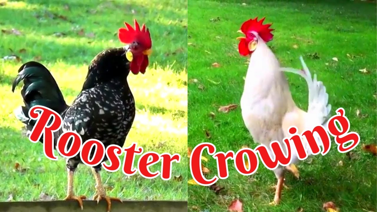 Compilation of Roosters Crowing - YouTube