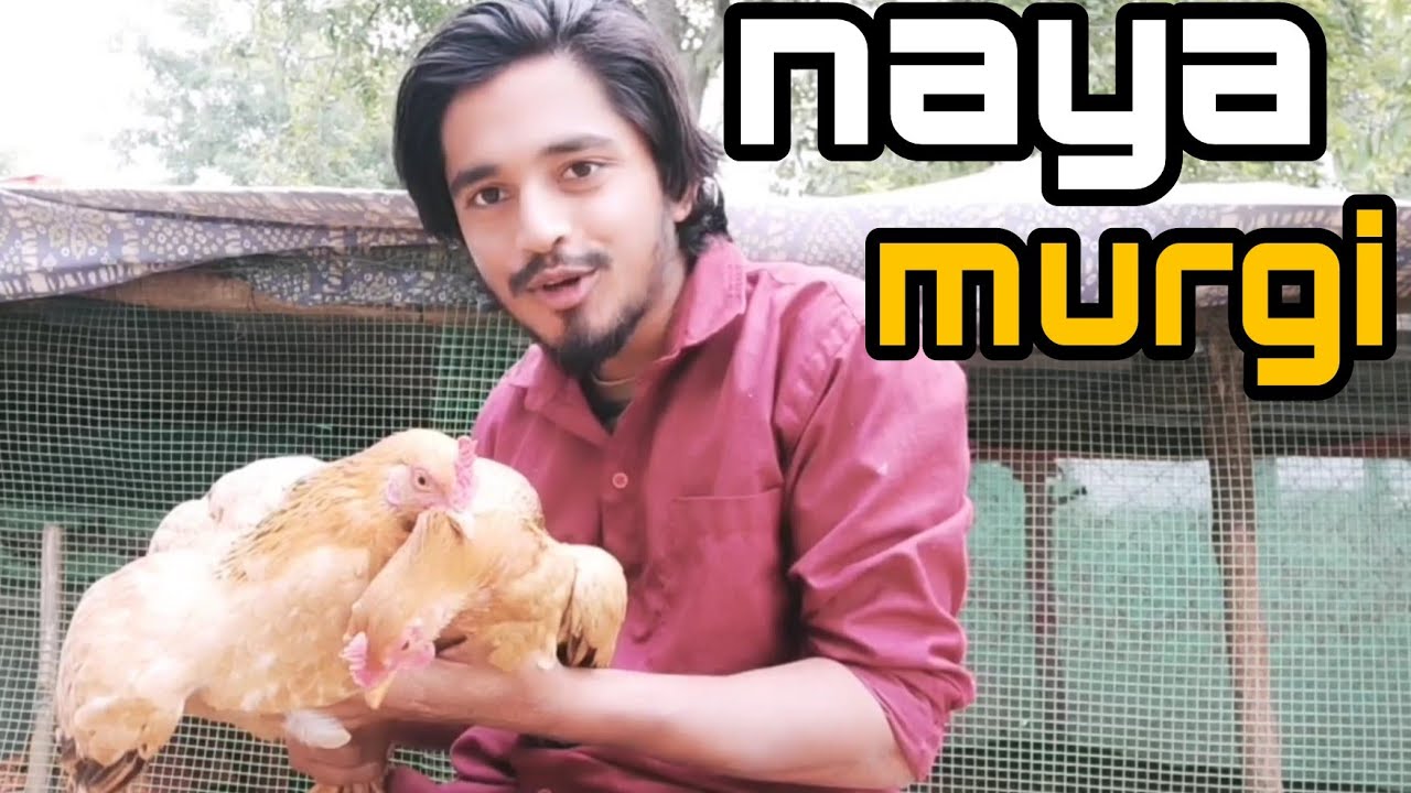 बीमार मुर्गी को कैसे पहचाने | बोहत आसान 3 तरीके | how to identify chicken disease | azmath pasha ...