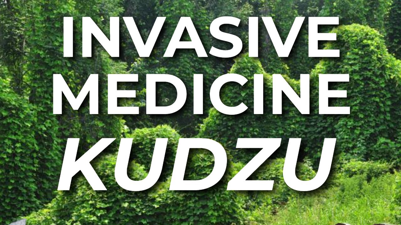 KUDZU ROOT- INVASIVE MEDICINE: The Hidden Value and Future - Interview ...